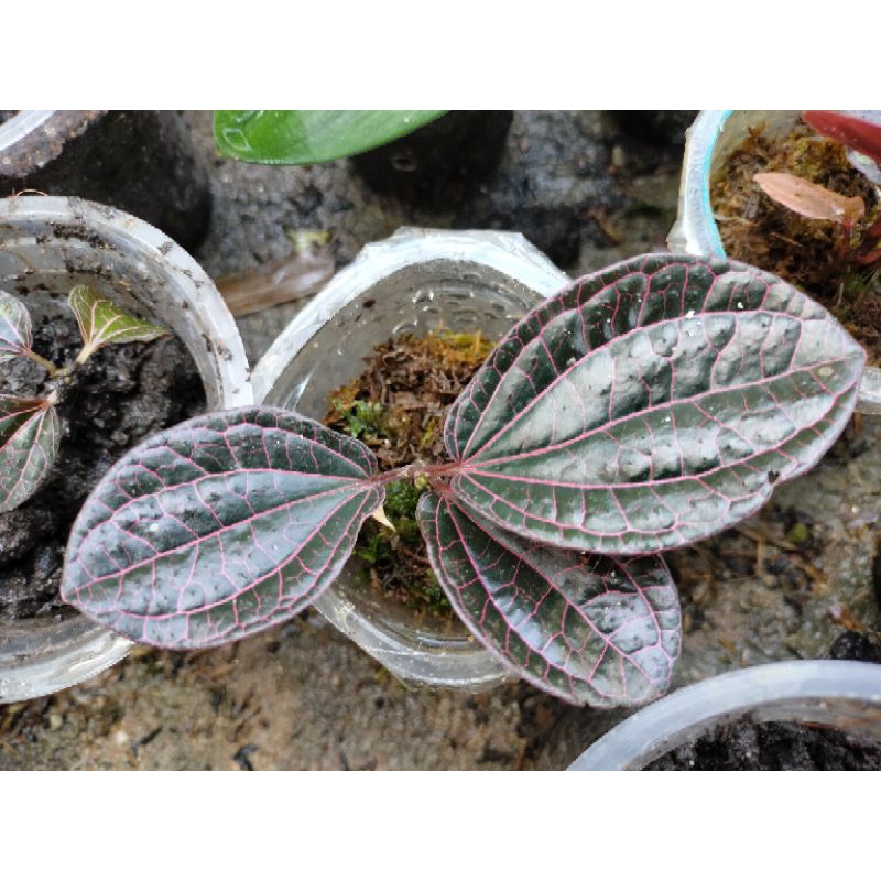 Jual Red piper Borneo | Shopee Indonesia