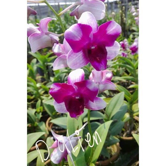 Jual Tanaman Hias Anggrek Dendrobium Dewasa Alien Siap Bunga Murah ...