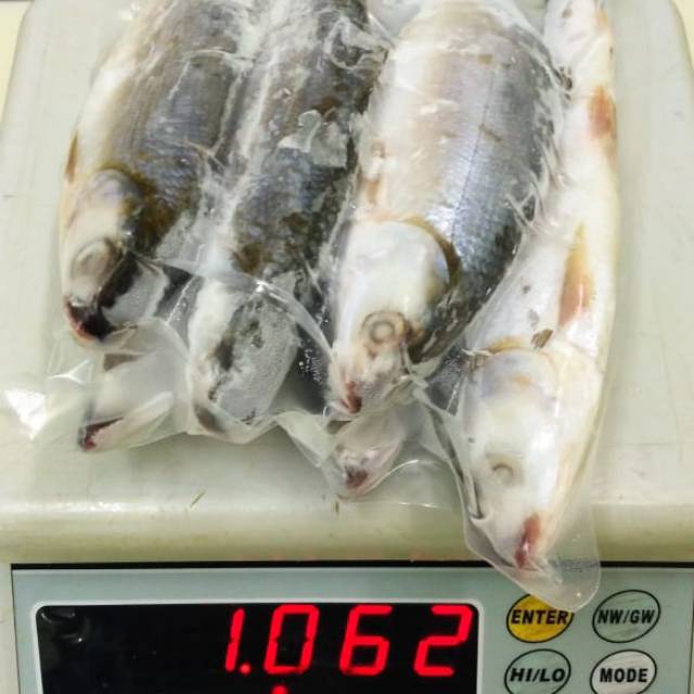 Jual Ikan Bandeng Frozen, 1 Kg | Shopee Indonesia