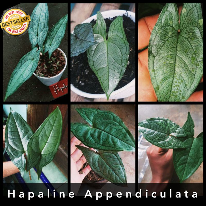 Jual KALIMANTAN TANAMAN HAPALINE APPENDICULATA / hepaline celatrix ...