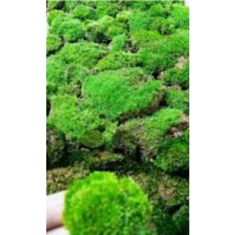 Jual lumut genting 1 kg | Shopee Indonesia