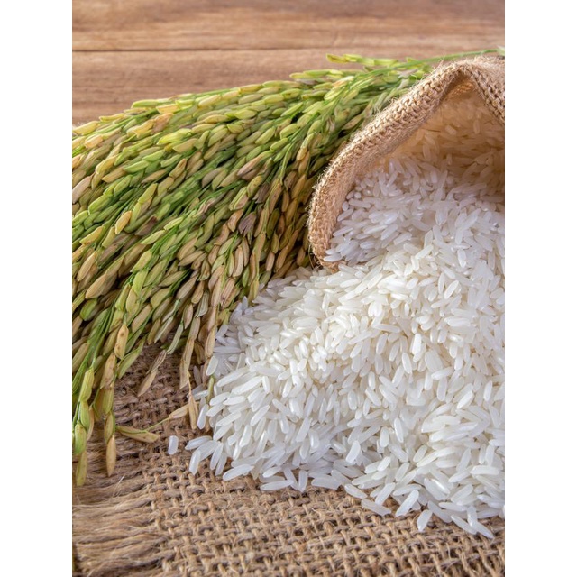 Jual Seed Entrepreneur Bibit Benih Padi Putih - 200 Butir | Shopee ...