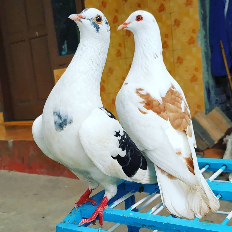 Jual Burung Dara Merpati Sepasang Giring Keras Free Jagung Kristal ...