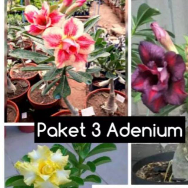 Jual Paket 3 Tanaman Adenium Bunga Tumpuk Tanaman Hias Adenium
