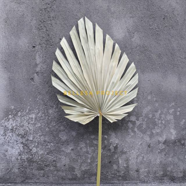 Jual Daun Siwalan Kering 26-35 cm / Daun Palem Kering / Rustic | Shopee ...