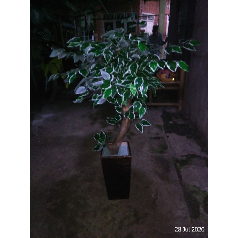 Jual artificial pohon bonsai beringin hijau putih/ pot kotak kayu ...