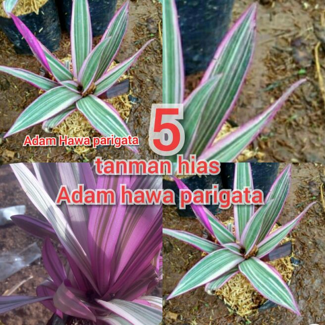 Jual Tanaman Hias Adam hawa parigata/nanas kerang parigata(5 pohon ...