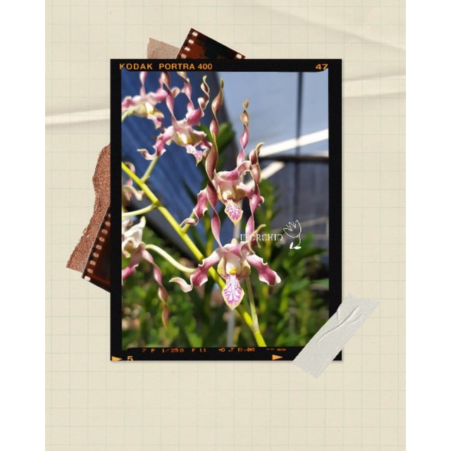 Jual Anggrek Dendrobium Gadis Jelita | Shopee Indonesia