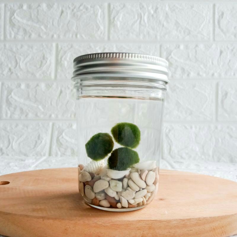 Jual Marimo Moss Ball in Jar Tinggi 240 ml 3