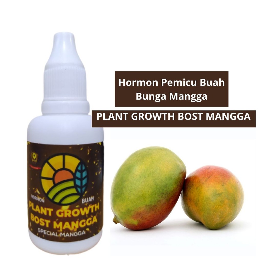Jual Hormon Mangga, Hormon Pemacu Pembungaan buah Mangga, Booster ...