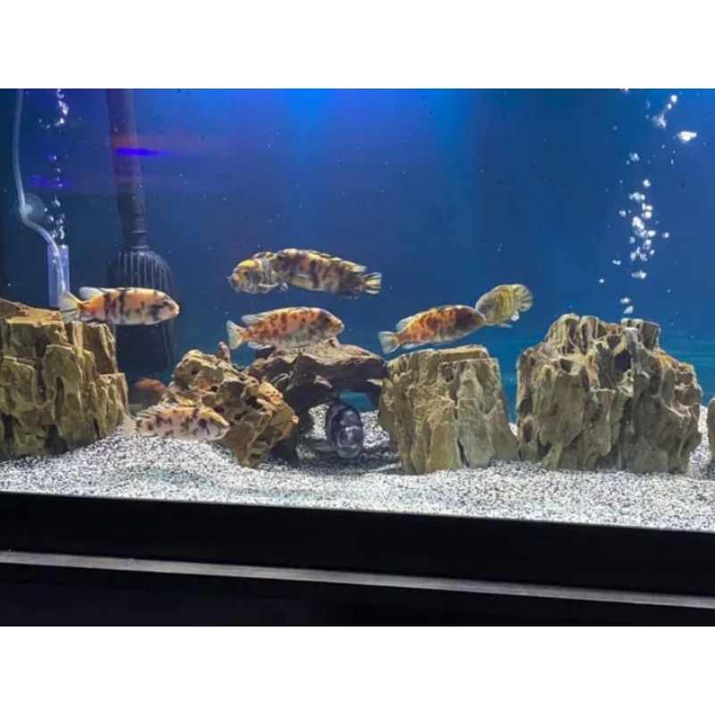 Jual ob mbuna | Shopee Indonesia