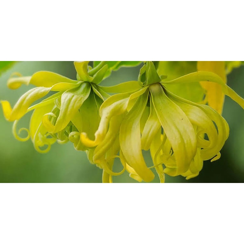 Jual Bunga Kenanga (BERBUNGA) | Shopee Indonesia