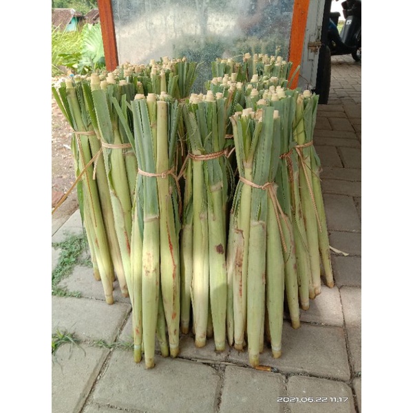 Jual Terubuk/turubuk/ terubus/ tiwu endog/ tebu telor sayur segar per ...