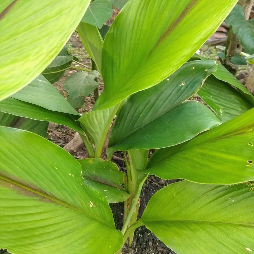 Jual Tanaman Herbal Temu Ireng/Bibit Tanaman Temu Ireng | Shopee Indonesia