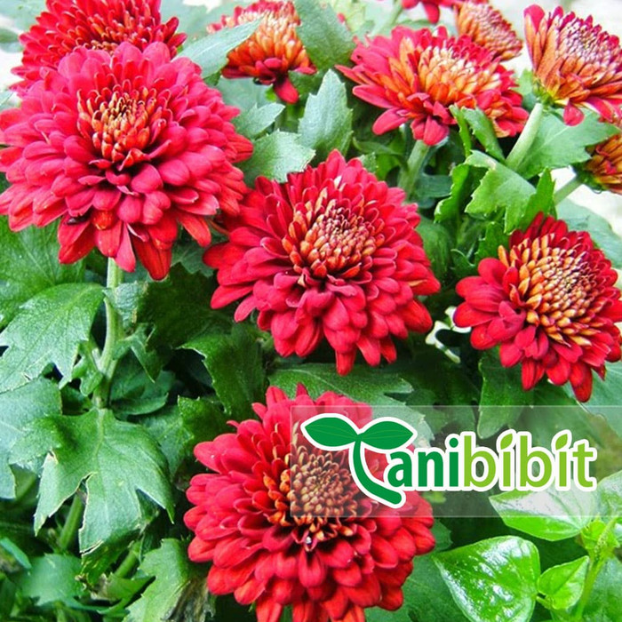 Jual Tanaman Bunga Krisan Aster Merah - Seruni Bibit Pohon Hias Semi ...