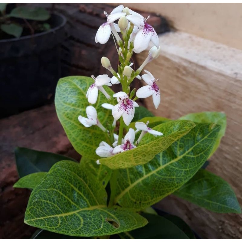 Jual Melati Jepang Super Shopee Indonesia