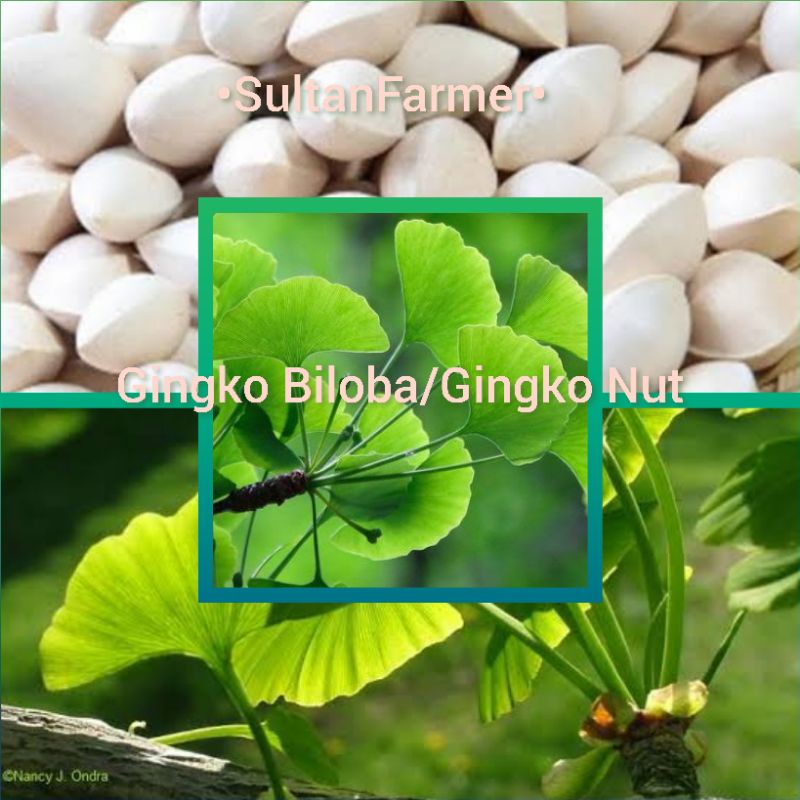Jual 3 Benih Biji Gingko Nut / Gingko Biloba /Gingko Trees | Shopee ...
