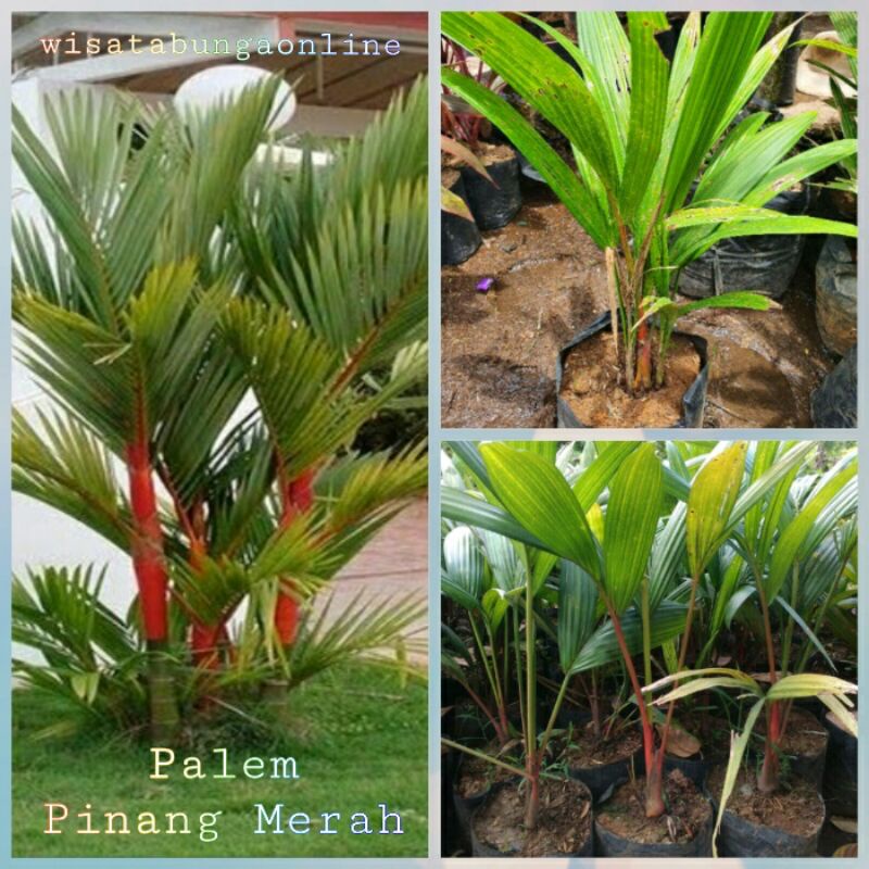 Jual Tanaman Hias Palem Pinang Merah | Shopee Indonesia