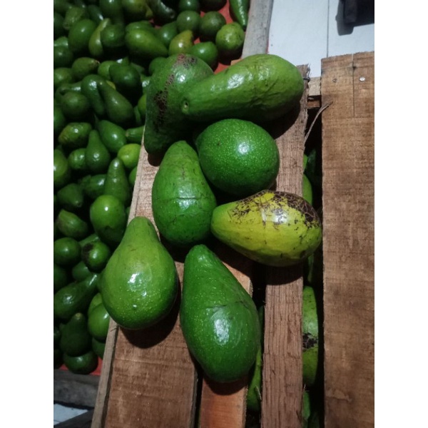 Jual Alpokat Ukuran Mini 1kg isi 6-7Buah | Shopee Indonesia