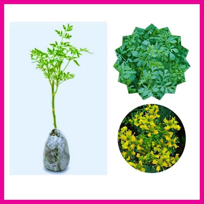 Jual Juz Bibit Tanaman Herbal Inggu | Shopee Indonesia