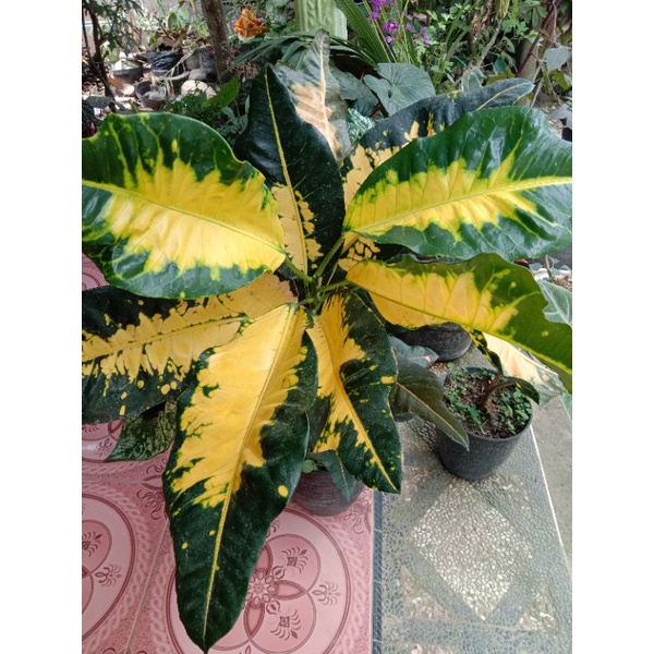 Jual Tanaman hias bunga puring ratu monalisa | Shopee Indonesia