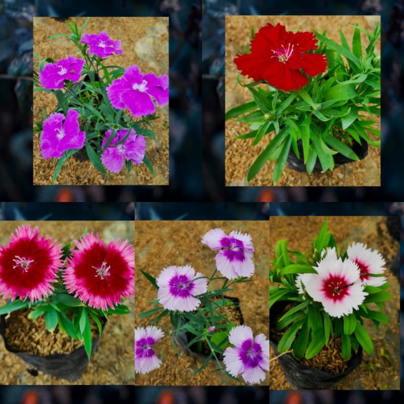 Jual Bunga Dianthus Caryophyllus / Anyelir / Carnation | Shopee Indonesia