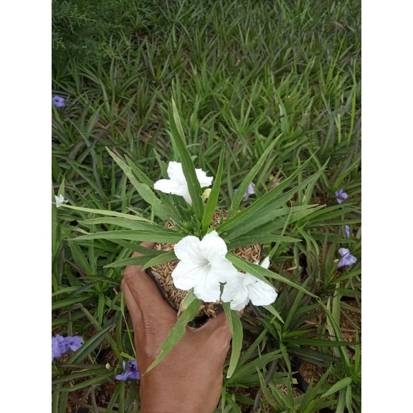 Jual RAWELIA (BUNGA PUTIH,PINK,DAN UNGU) | Shopee Indonesia