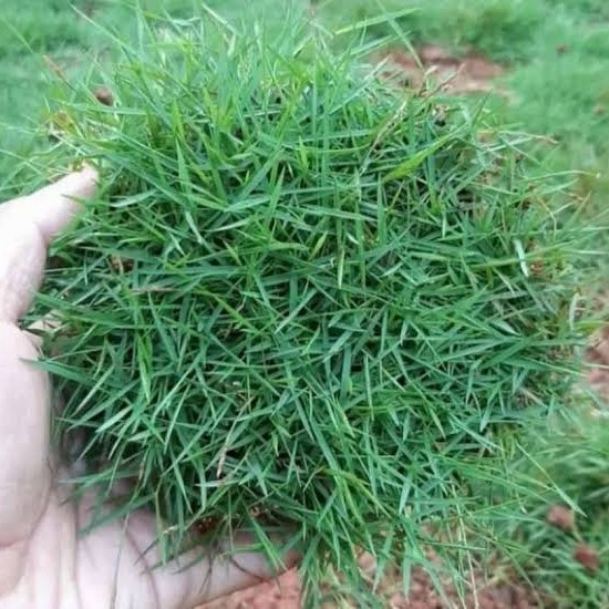 Jual Rumput Peking, Rumput Segar, Rumput Jepang, Rumpu Gajah Mini ...