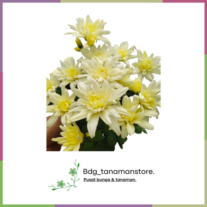 Jual TANAMAN BUNGA KRISAN SERUNI ASTER KUNING MENTEGA/LEMON KUALITAS ...
