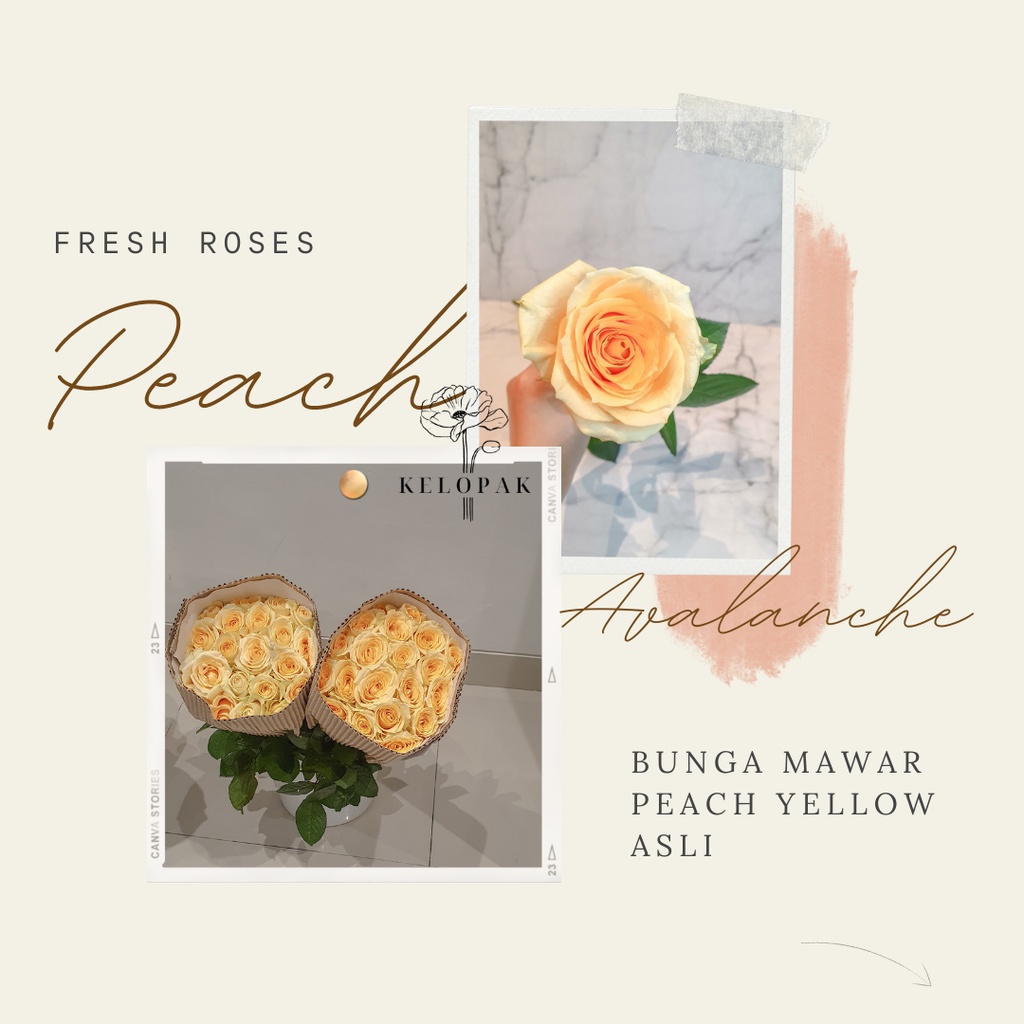 Jual Mawar Asli Peach isi 20 Tangkai/Rose Peach/Yellow Peach Rose/Mawar ...
