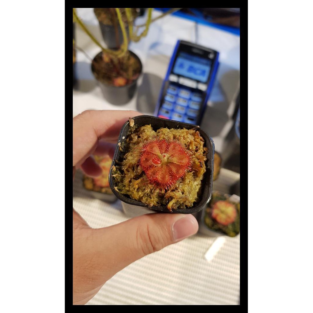 Jual Biji / Seed Drosera Sessilifolia LIMITED EDITION | Shopee Indonesia