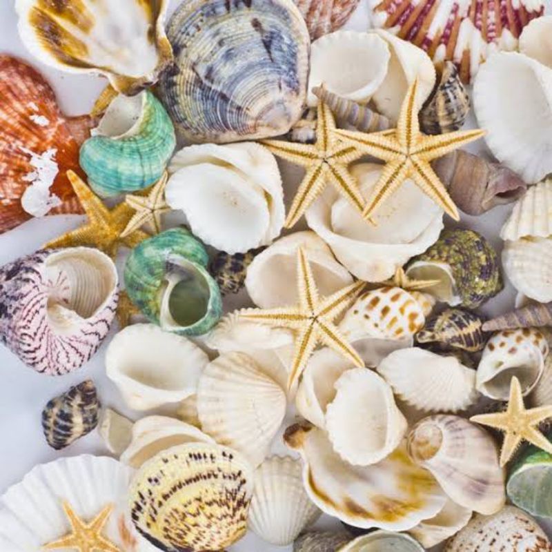 Jual KERANG DAN BINTANG LAUT UNTUK HIASAN LILIN | Shopee Indonesia