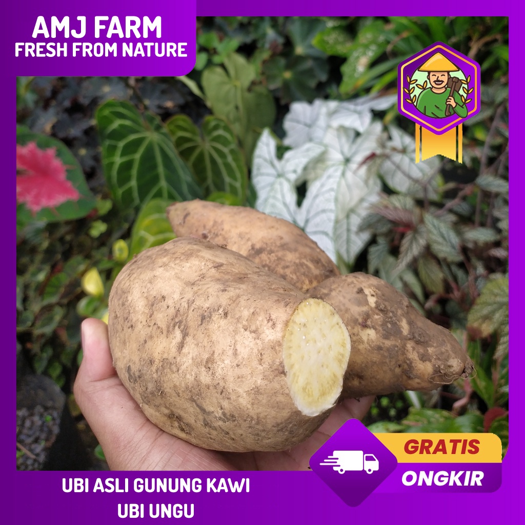 Jual ASLI Ubi Gunung Kawi 1 kg Telo Ungu Gunung Kawi FRESH Baru Panen AMJ FARM | Shopee Indonesia