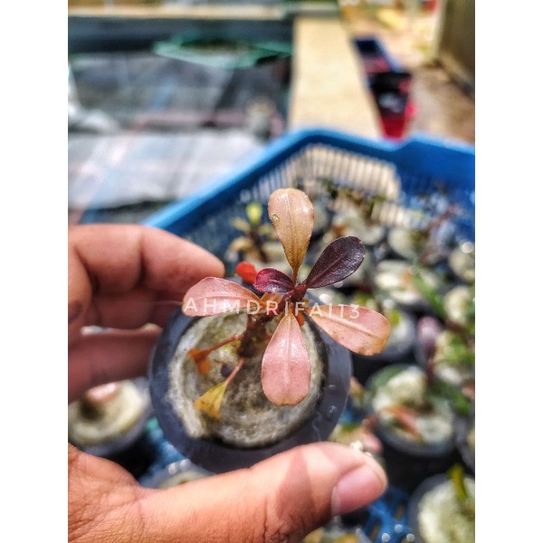 Jual Bucephalandra Black Pink Aquqscape | Shopee Indonesia