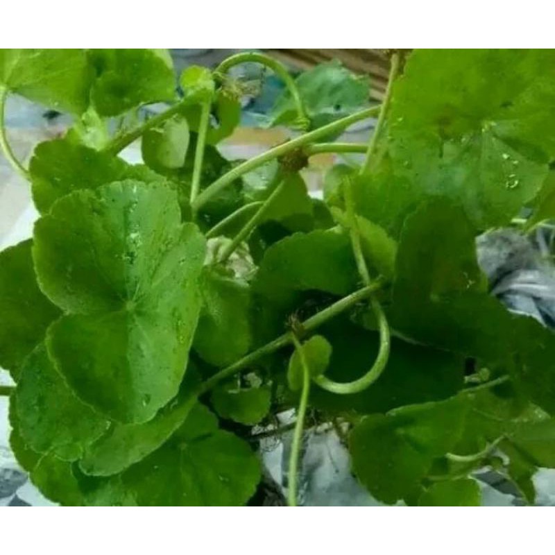 Jual Daun antanan /daun pegagan segar 250grm | Shopee Indonesia