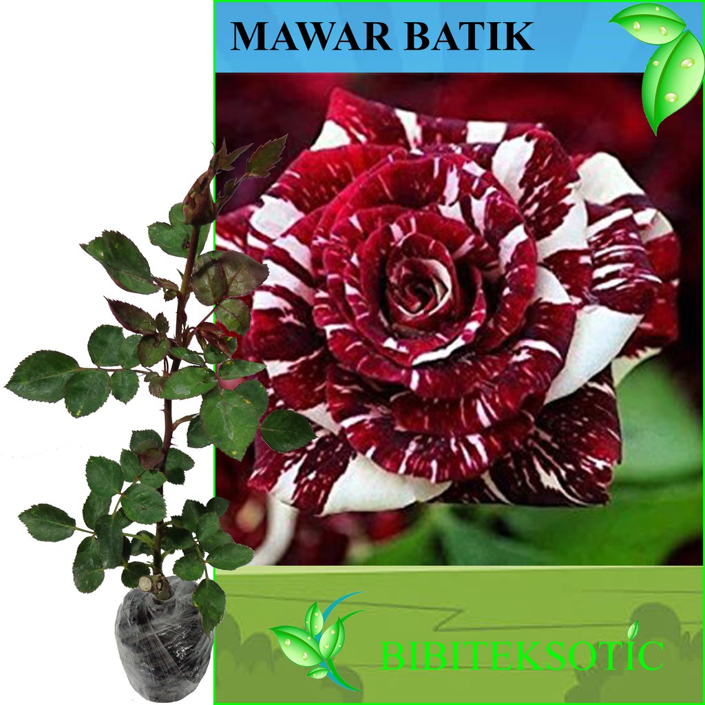 Jual Tanaman Mawar Batik | Shopee Indonesia