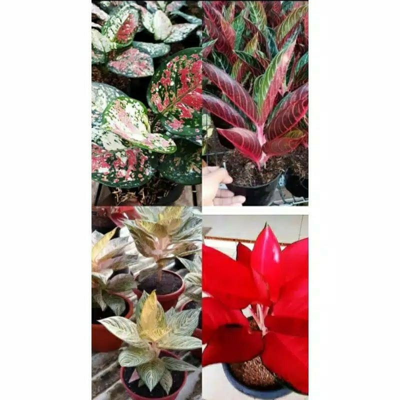 Jual Paket 4 Bonggol Aglonema Three Colour, Red Sumatra, Suksom Jaipong ...