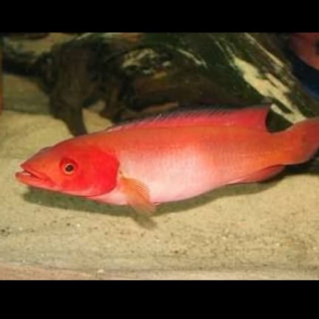 Jual Fire Red Atabapo Tapajo Pike Cichlid Atabo Crenicicla atapajo ...