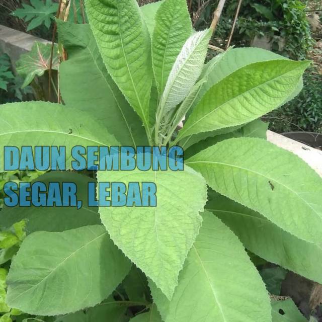 Jual Daun Sembung Segar 200Gram | Shopee Indonesia