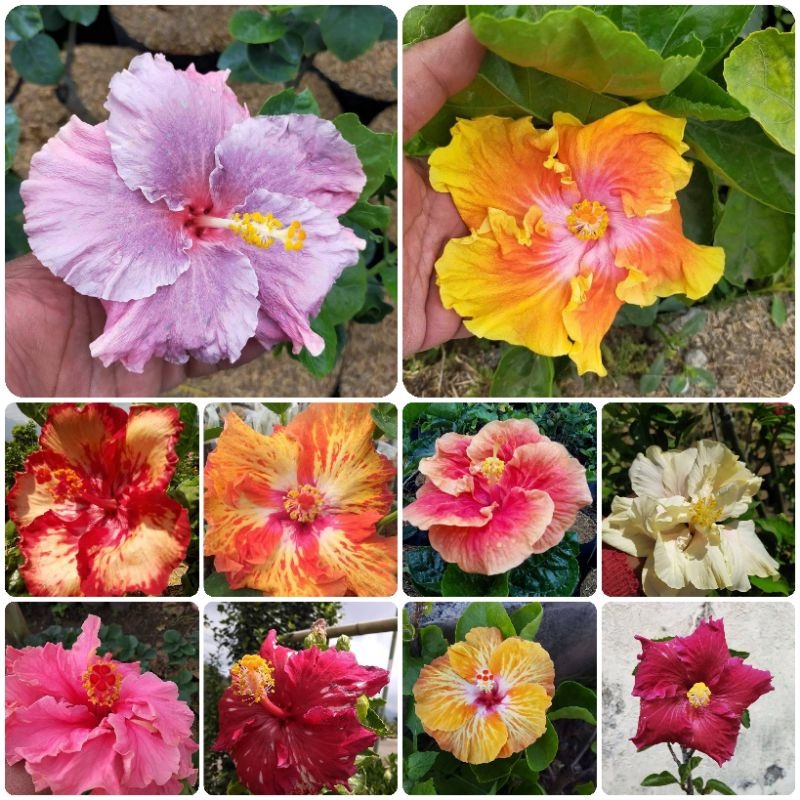 Jual Tanaman Hias Bunga Sepatu SEMBUR (Hibiscus rosa-sinensis.) - Bunga ...