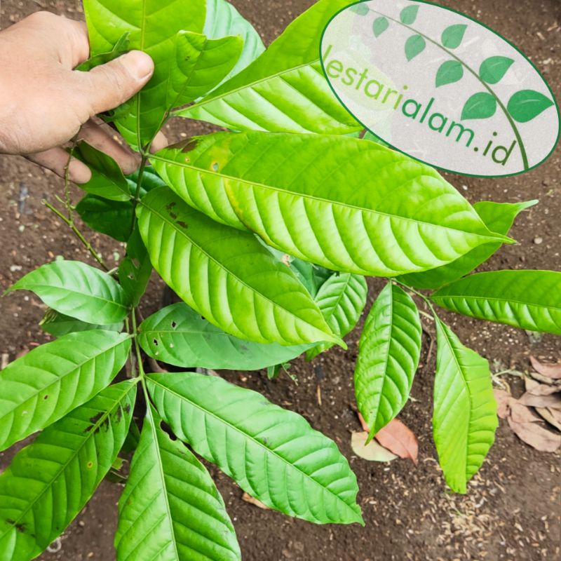 Jual bibit kayu kamper bibit pohon kamper | Shopee Indonesia