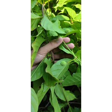 Jual daun Gambir asli baba toman ( untuk 1 ons ) | Shopee Indonesia