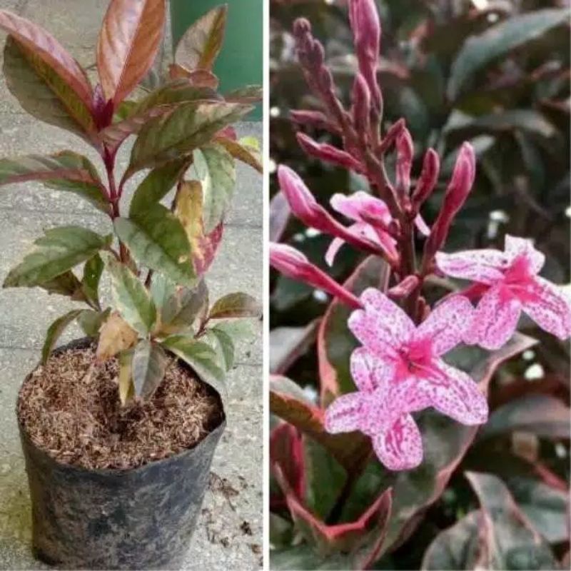 Jual Tanaman Melati Jepang Merah Sudah Berbunga Steak Batang Sesuqi ...