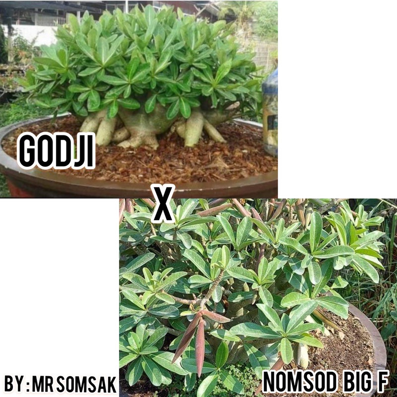 Jual 11 Seed (BIJI) Adenium ID : Godji x Nomsod Big F | Shopee Indonesia