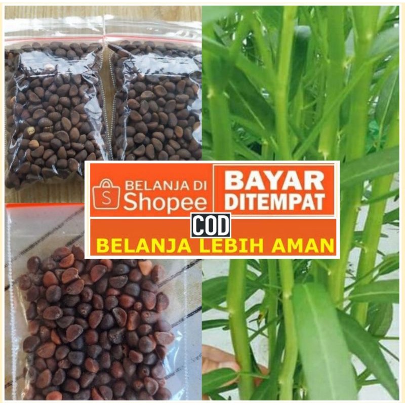 Jual 100 BENIH BIBIT BIJI SUPER SAYUR TANAMAN KANGKUNG BANGKOK cepat ...