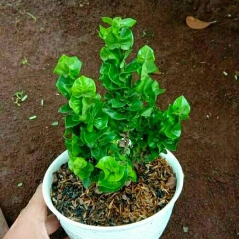 Jual ( BISA COD ) Tanaman Hias Asoka Tusuk Sate Bunga Merah - Bunga ...