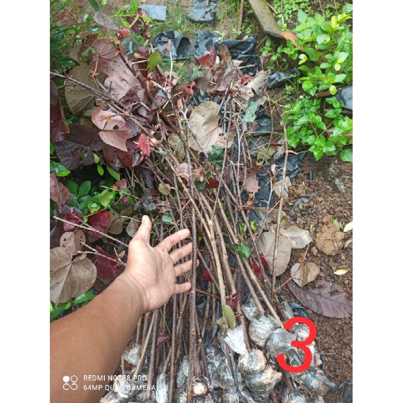 Jual cangkokan waru merah( Super red) | Shopee Indonesia
