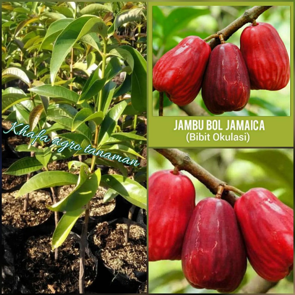 Jual Bibit jambu darsono / jamaika | Shopee Indonesia