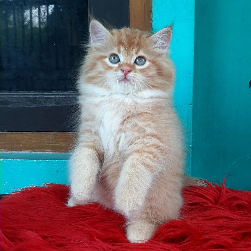 Jual KUCING KITTEN PERSIA MIX MAINECOON USIA 2,5 BULAN LUCU JOSS ...