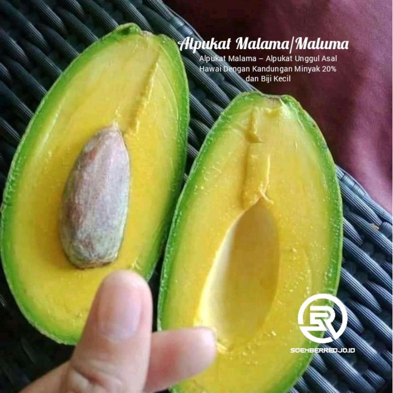 Jual Bibit Alpukat Malama Maluma Original | 50-70 cm| Alpukat Hawai ...